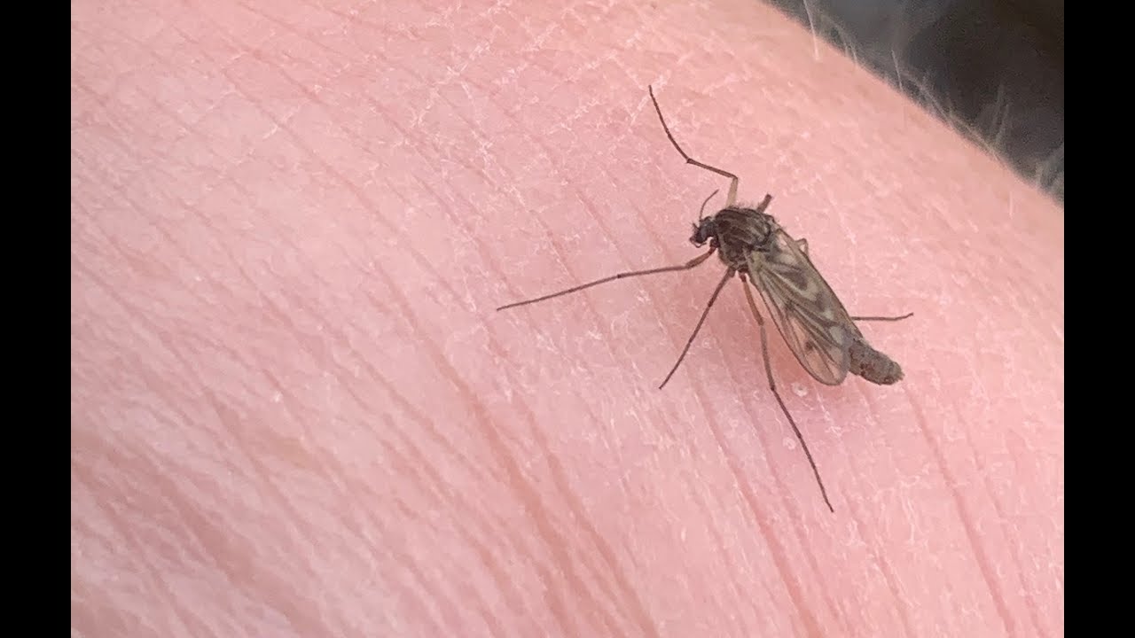 Hatching Midge, Trout Fly Tying & Fly Fishing. Raudholar, Laxardal ...