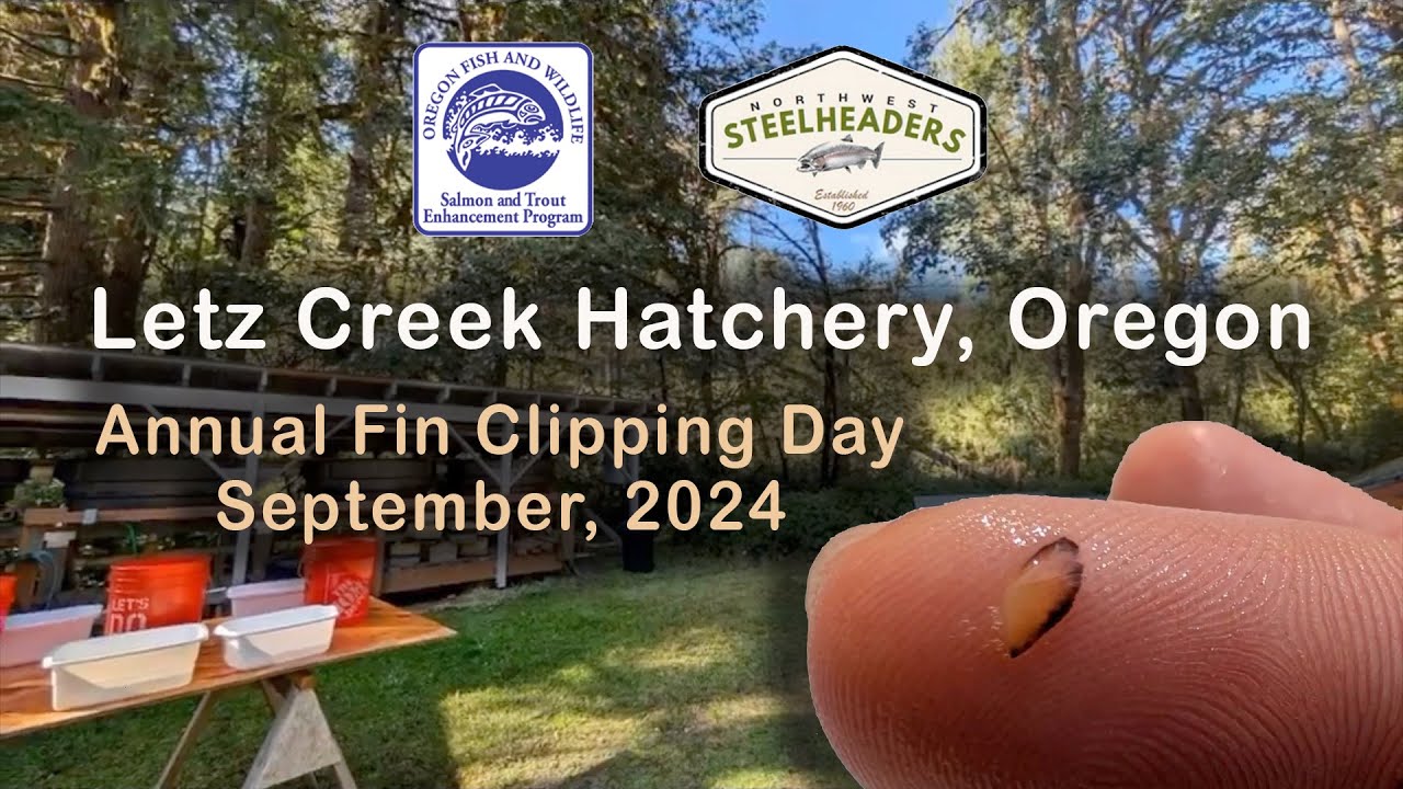 Letz Creek Fin Clipping 2024, Highlights | ODFW STEP - YouTube