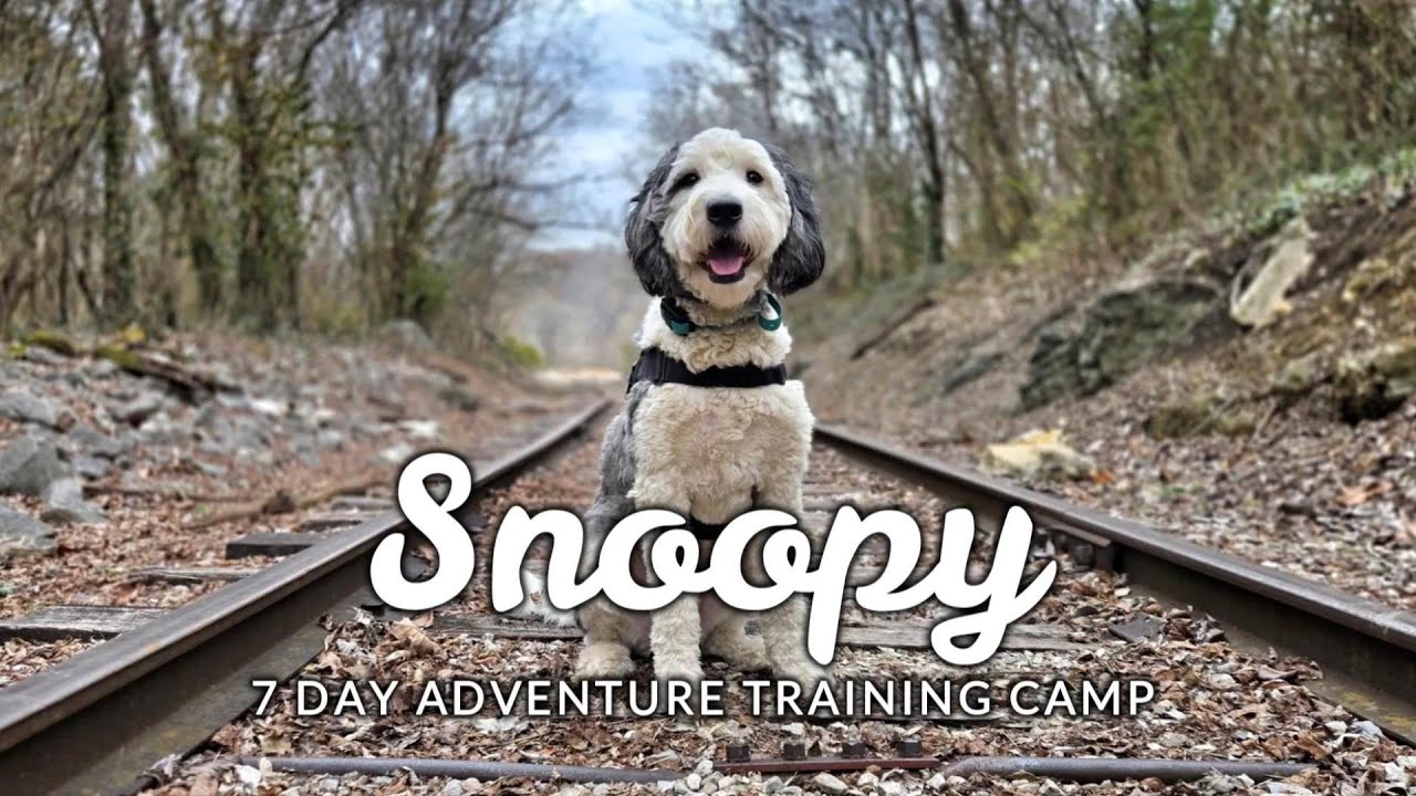 Snoopy: Sheepadoodle - YouTube