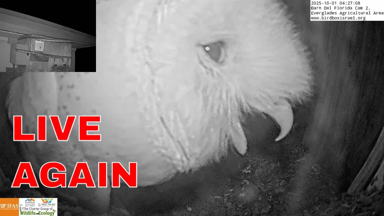 🐣 LIVE Again: Barn Owl CAM at University of Florida! 🦉📺 - YouTube