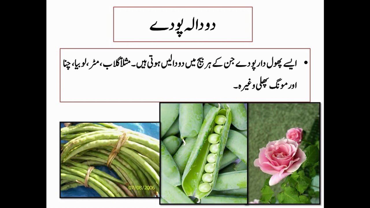 classification of plants for class 5 - YouTube