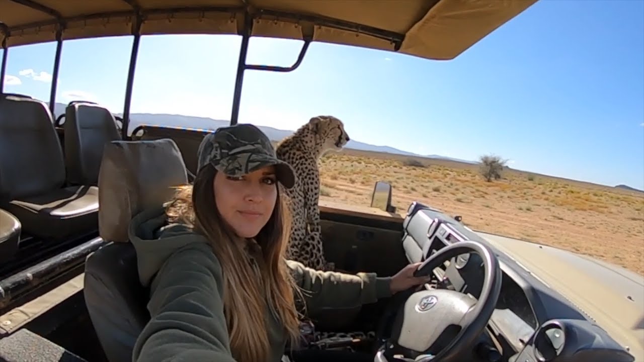 Fierce Cheetahs & Wildlife - YouTube