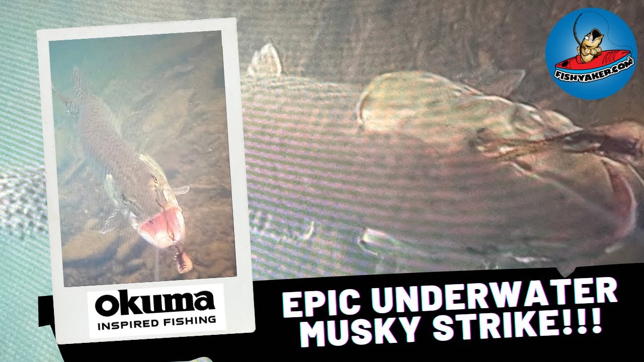 Epic Underwater Footage Musky Follow and Strike! - YouTube
