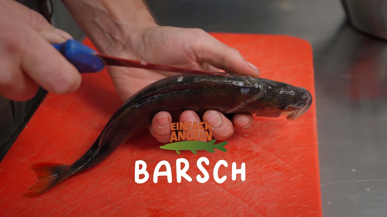 Barsch | GRÄTENFREI Filetieren XXL! - YouTube