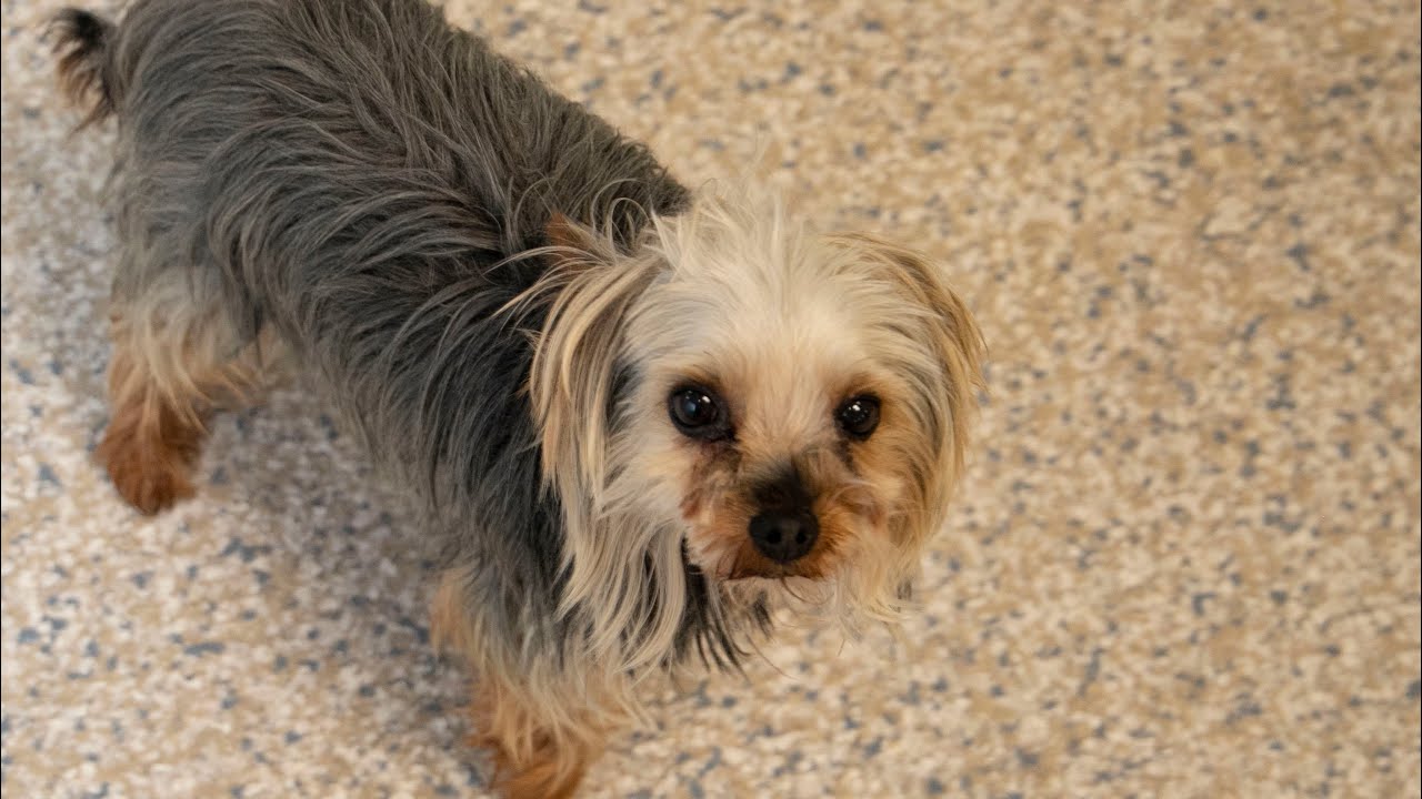 See the First Moments of Freedom for Commercial Breeding Dogs After ...