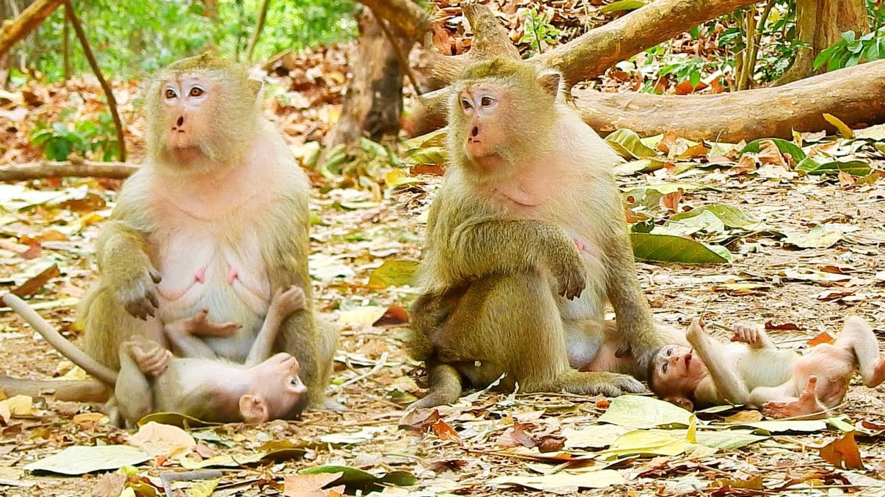 Really lazy... Actively baby Monkey laying on the ground request Mom ...