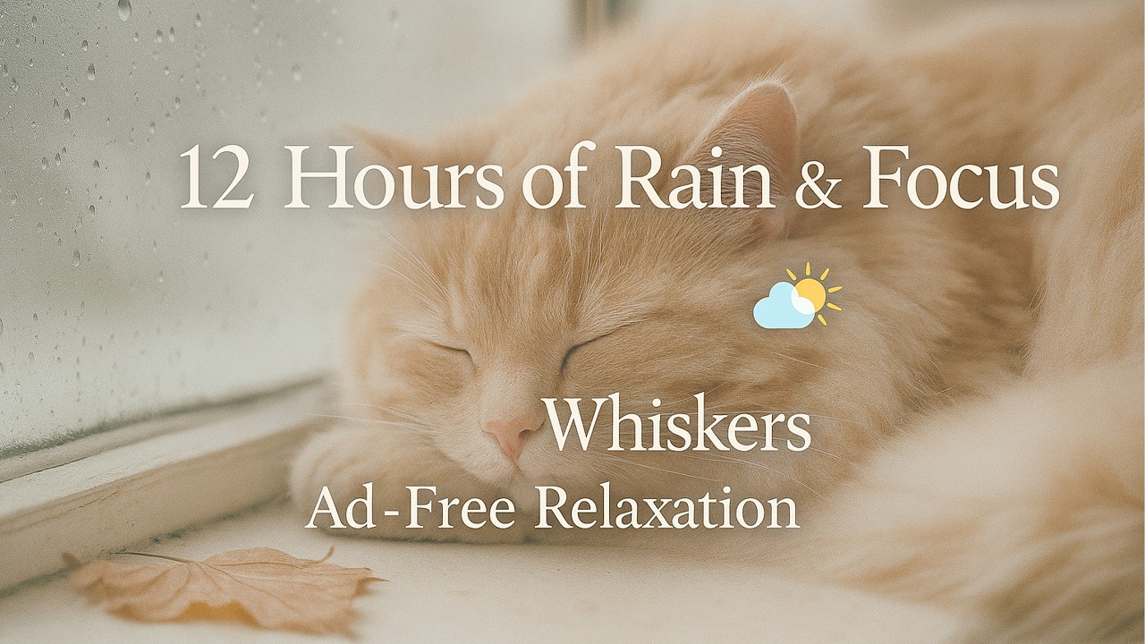 12 Hours of Sleeping Cat by Rainy Window 🐾 | Calm Rain & Soft Piano ...