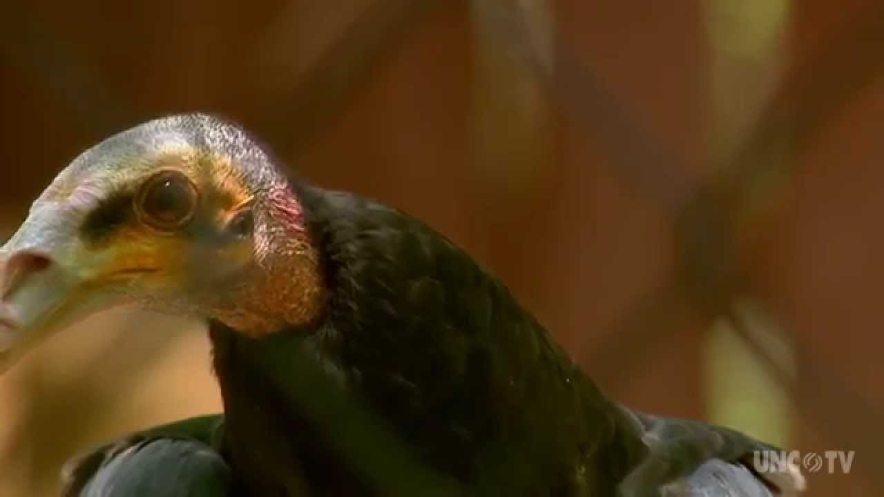 Carolina Raptor Center | NC Weekend | UNC-TV - YouTube