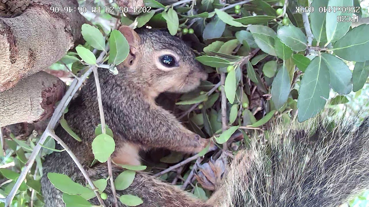Rescued And Released Squirrels Makes Her First Drey (Nest) - YouTube