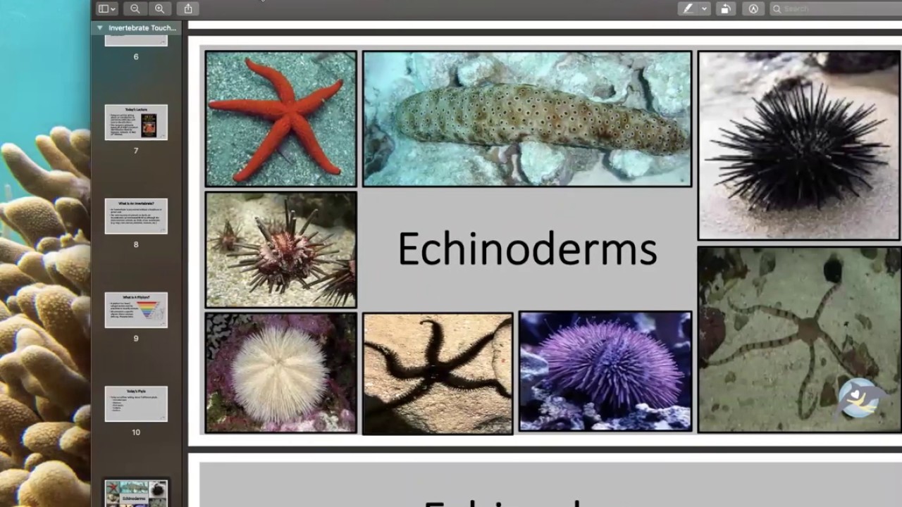 IDCs Virtual Marine Science Classes: Invertebrate Identification ...