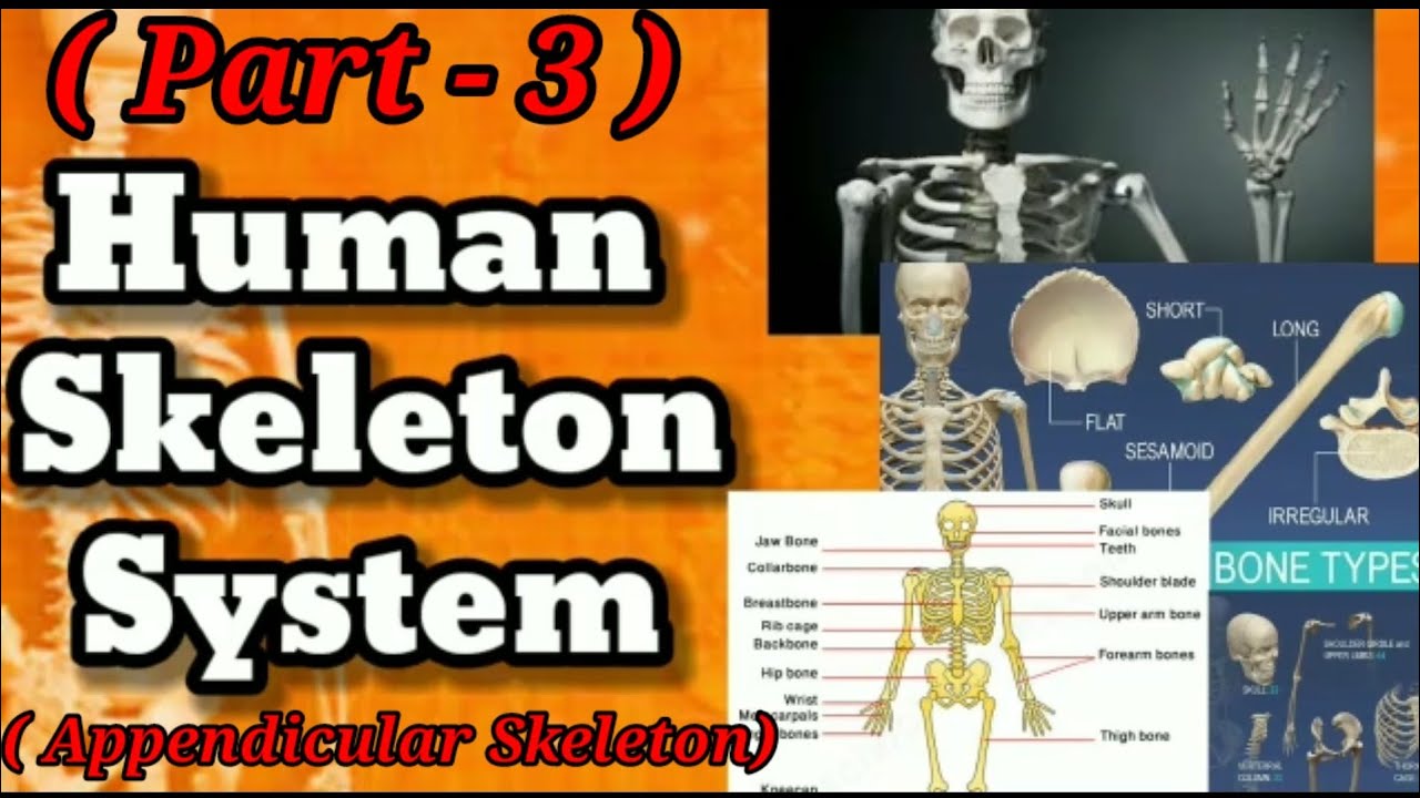 Human skeleton system,(Appendicular skeleton) | Anatomy and Physiology ...