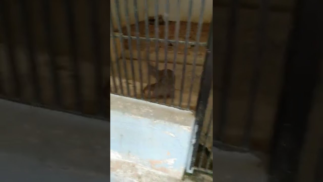 funny mongoose - YouTube