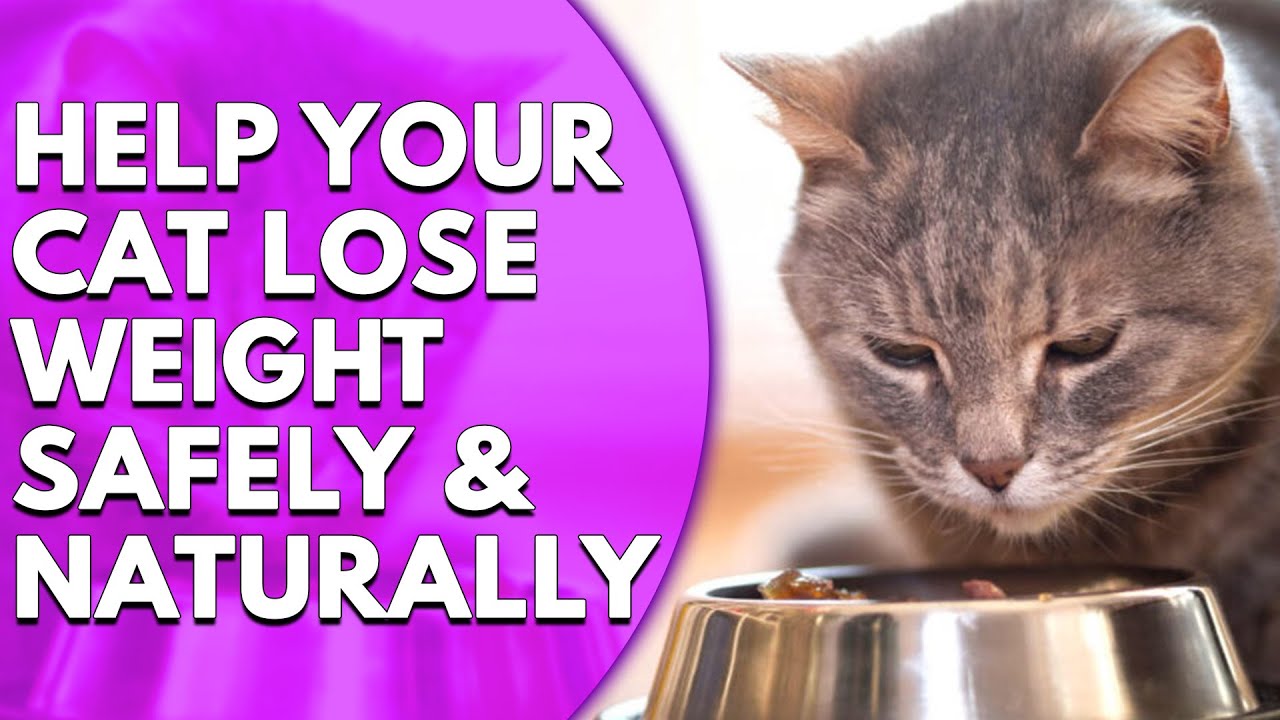How to Help Your Cat Lose Weight Safely and Naturally: Create a Weight ...