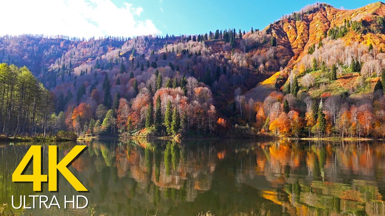 Forest Birdsong - Relaxing Nature Sounds - Birds Chirping | 4K Relaxing ...