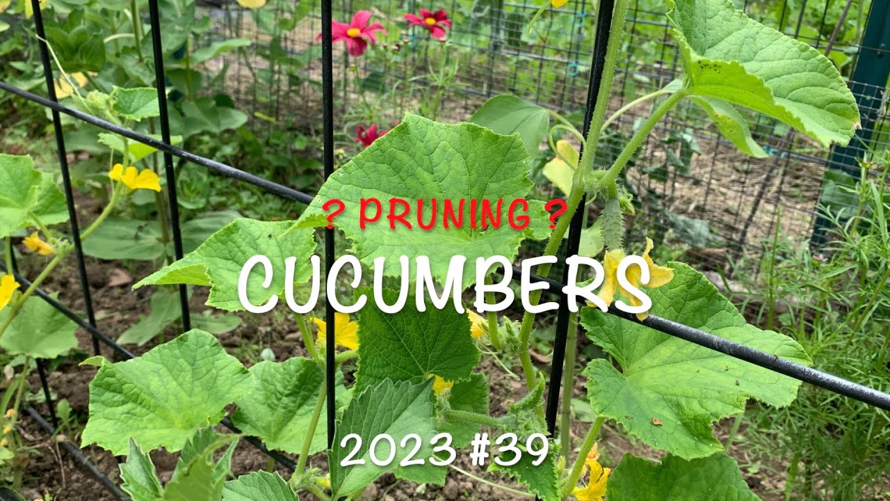 Pruning cucumbers 2023 #39 - YouTube