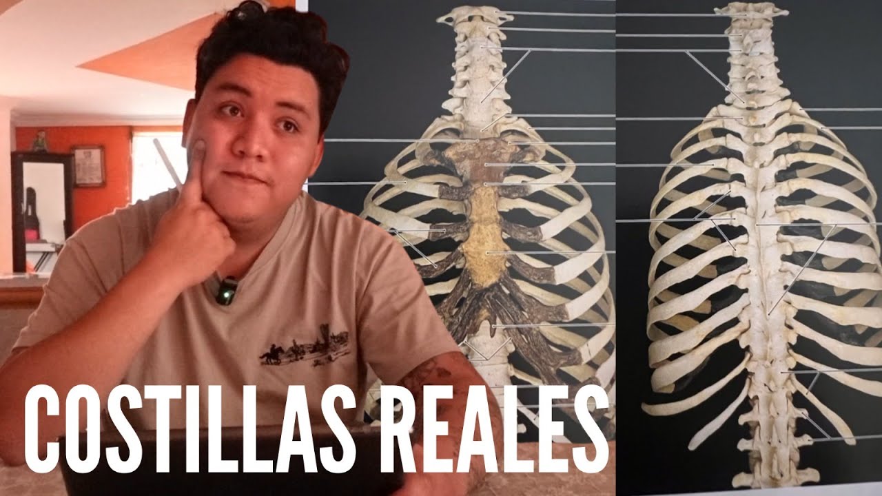HUESOS del TORAX | IMAGENES REALES | Anatomia en Enfermeria - YouTube