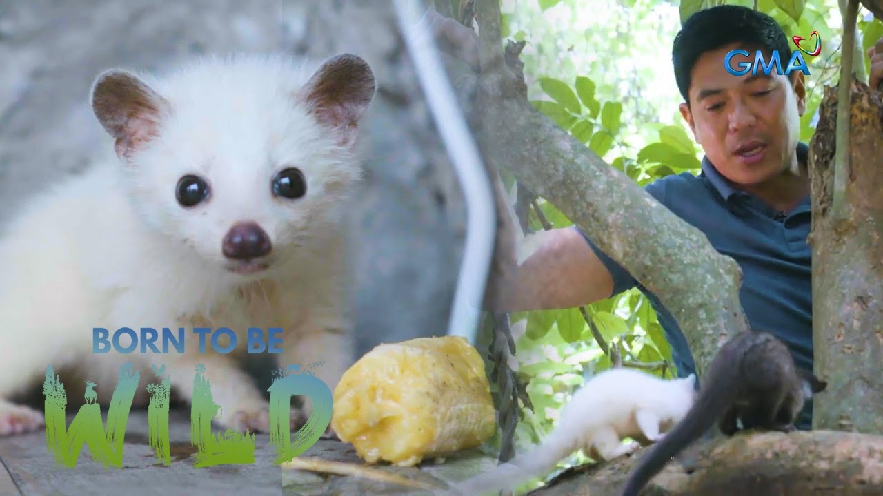 Rescued White Asian Palm Civet in Batangas | Born to be Wild - YouTube