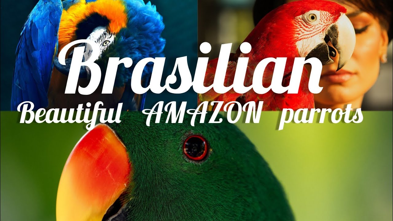 Beautiful birds and parrots in the AMAZON rainforest. - YouTube