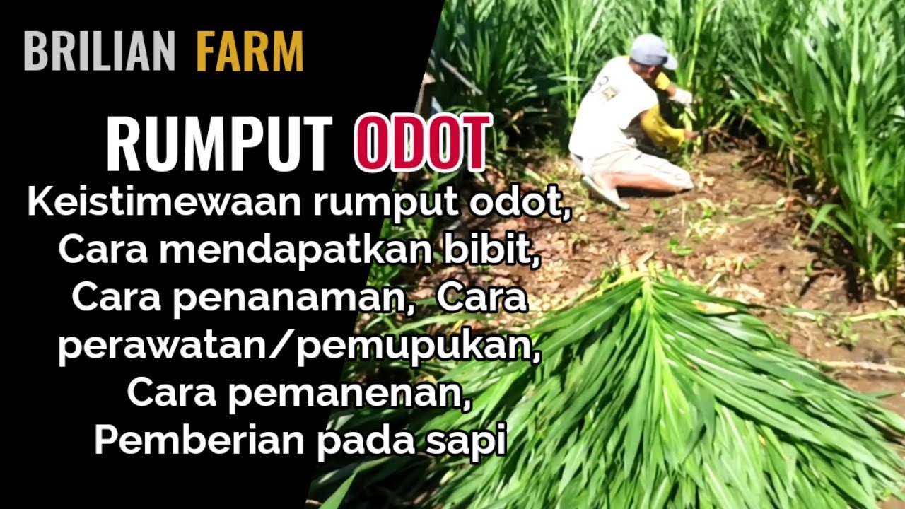 CARA MENANAM RUMPUT ODOT - JARAK TANAM - PEMUPUKAN DAN CARA PEMANENAN ...