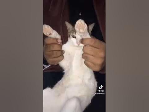 funny cat dancing on TikTok song #kitten #cat #short #meowcat - YouTube