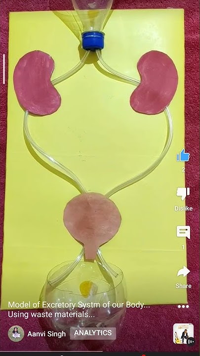 Model of Excretory system of our Body... Using Waste items.. - YouTube