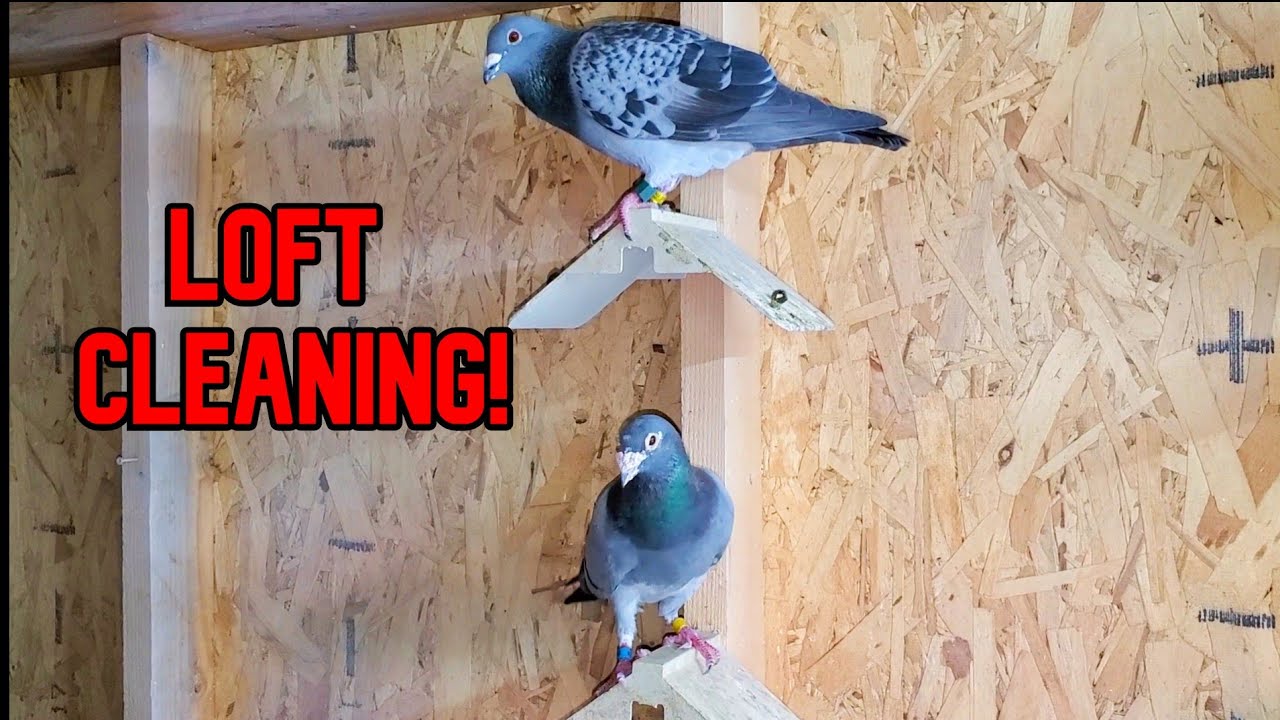 Loft Flying And Loft Cleaning | 20 Mile Outcome - YouTube