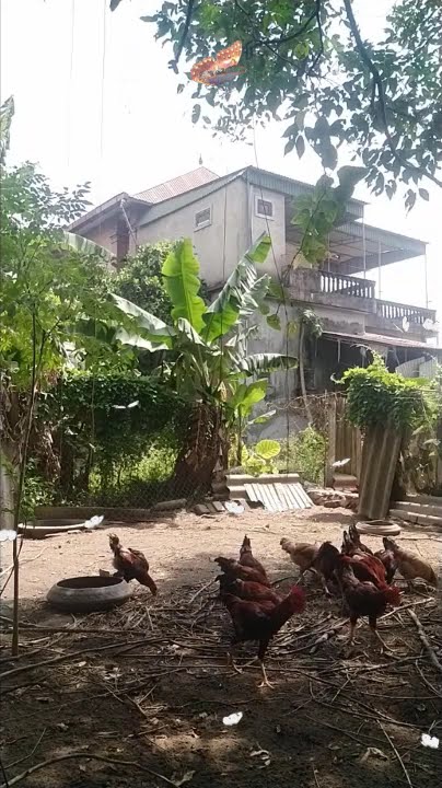 Enjoying Free-Range Chickens: Easy Raising Methods Delicate, Beautiful ...