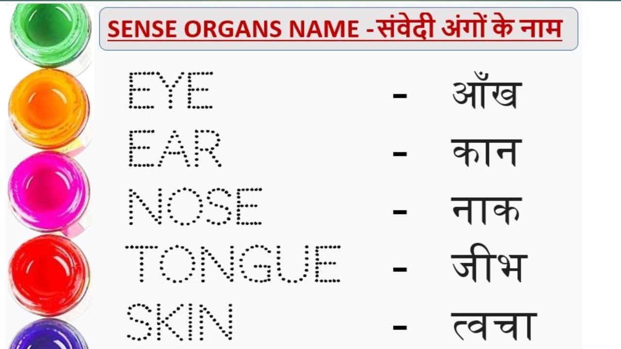 Sense organs name😤संवेदी अंगों के नाम || Sense organs name english and ...