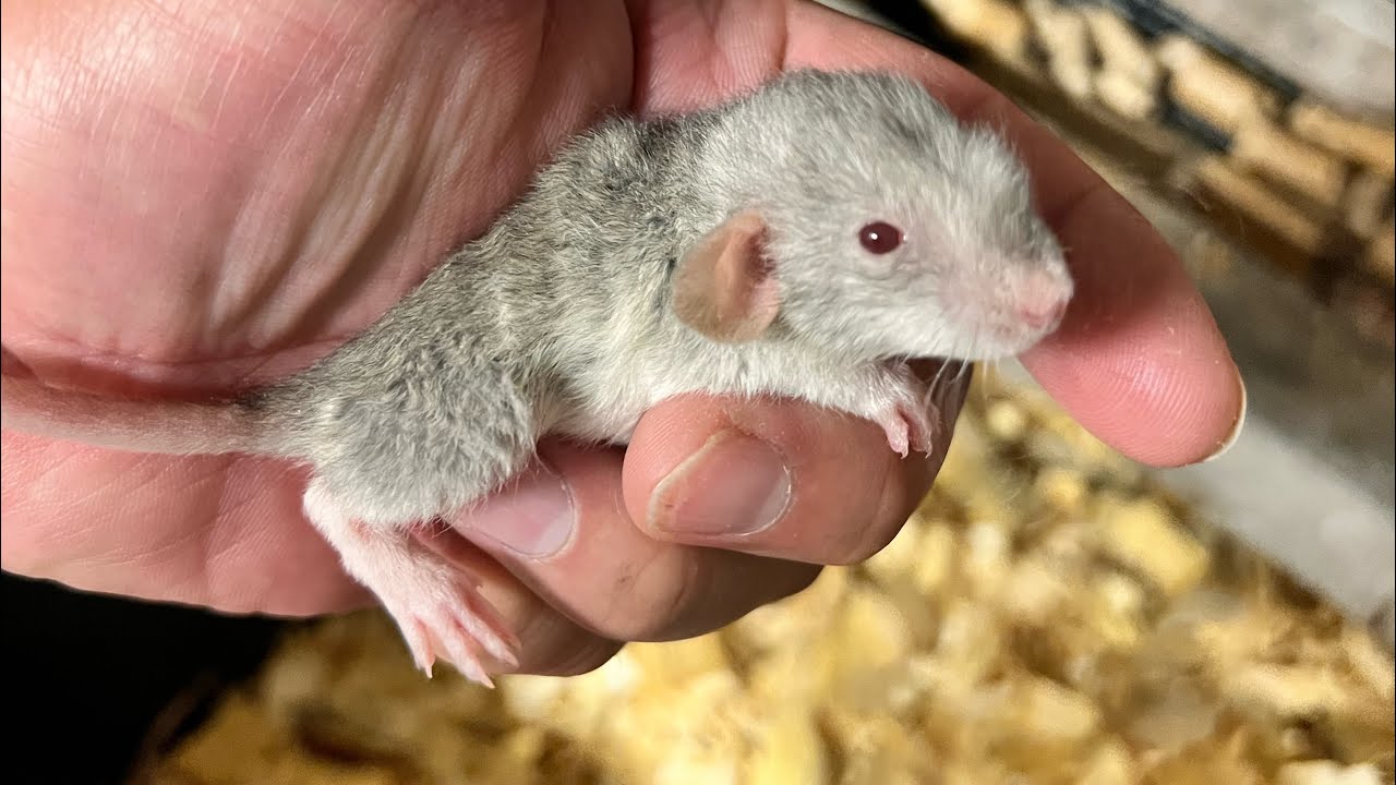 Update on rat colonies and breeding set up. #rats #rodents #ratcare # ...