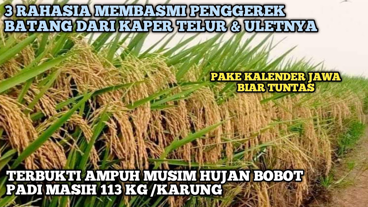 3 CARA MENGATASI PENGGEREK BATANG DARI KAPER TELUR DAN ULATNYA AGAR ...