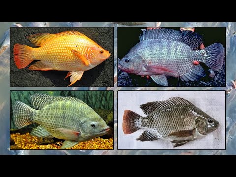 INILAH JENIS-JENIS IKAN NILA YANG CEPAT BESAR