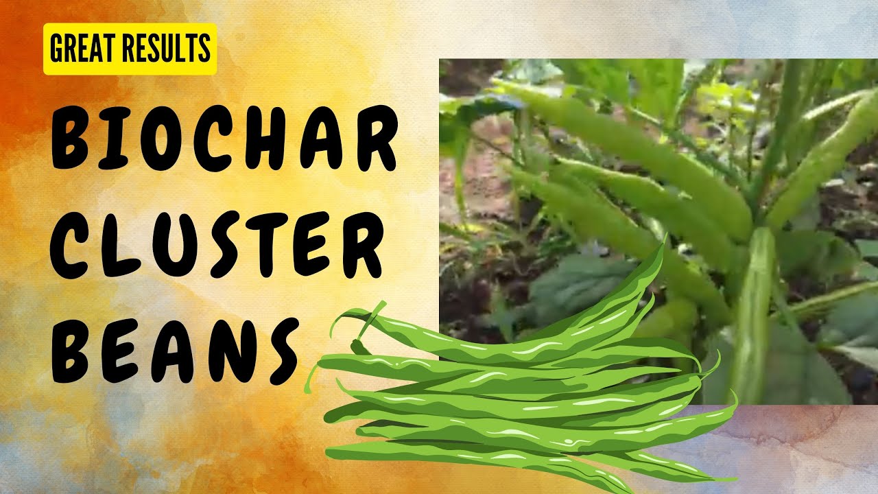 Biochar Cluster Beans - YouTube