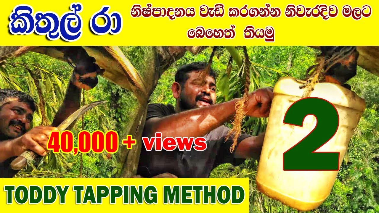 කිතුල් රා නිෂ්පදනය-2/Toddy Tapping Method -PART 2/kithul ra/ankumbura ...