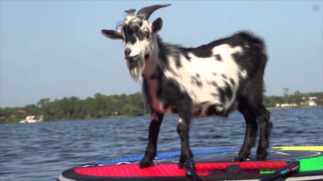 HO Sports RAD & FAD Infomercial - YouTube