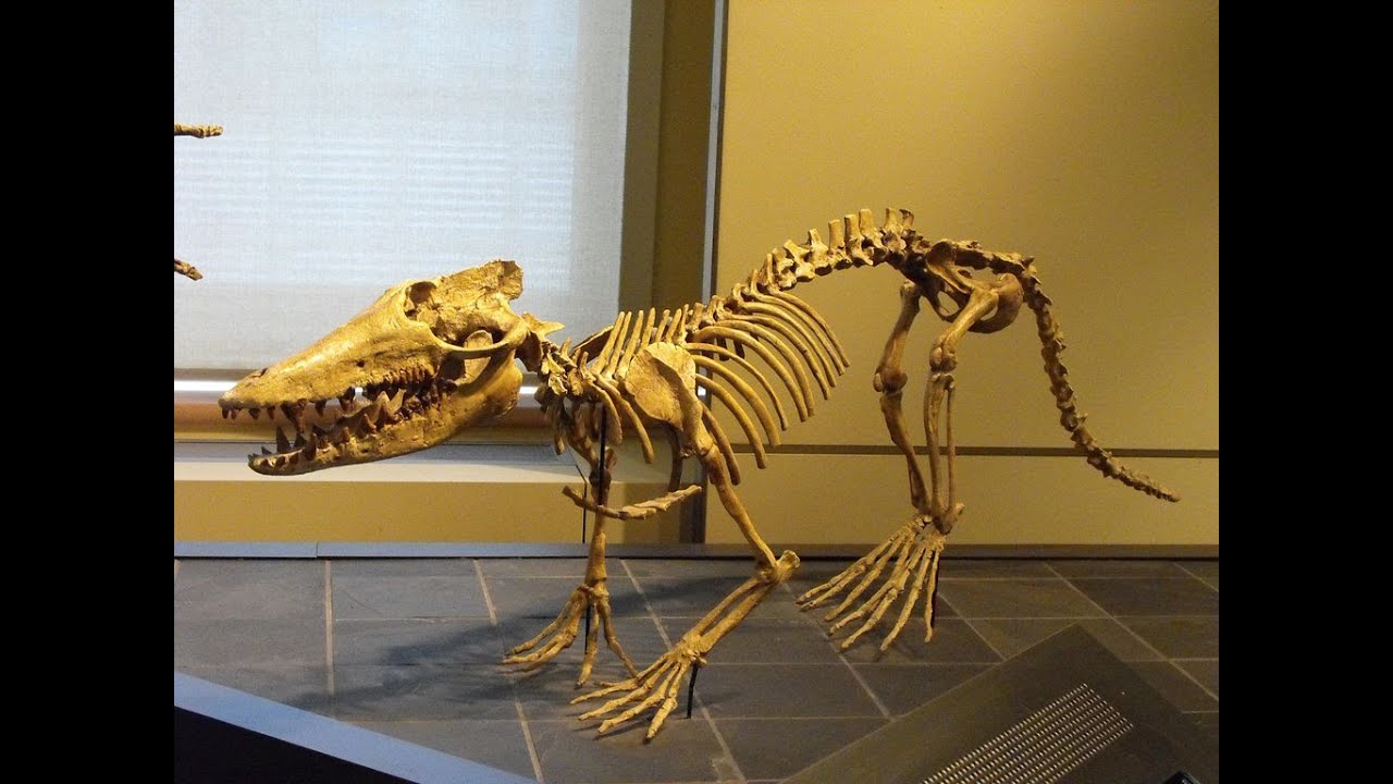 Whale Evolution: Transitional Fossils and Genetics - YouTube