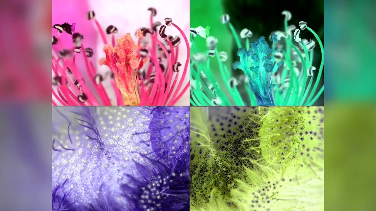 Dino-Lite Applications: Plants - YouTube