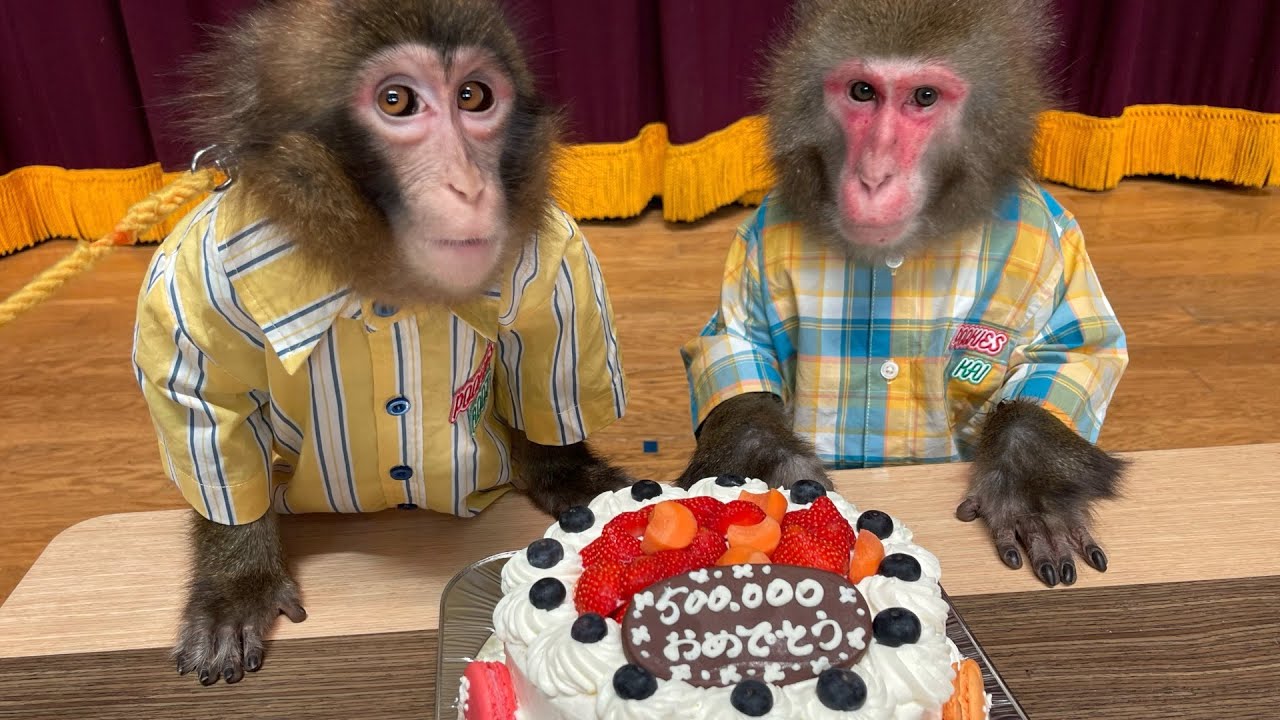 メインチャンネル登録者50万人記念ケーキを食べよう！！！ - YouTube