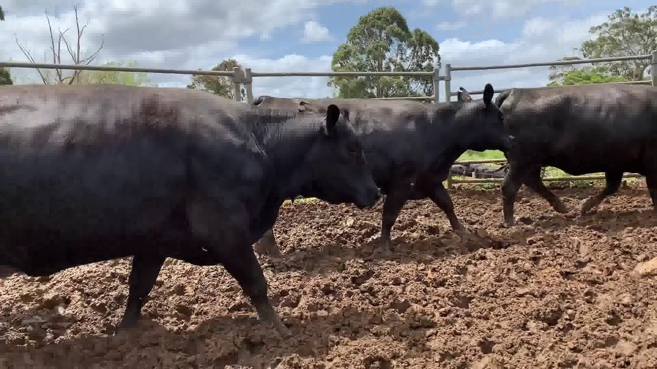 2015 Drop Cows ll - YouTube
