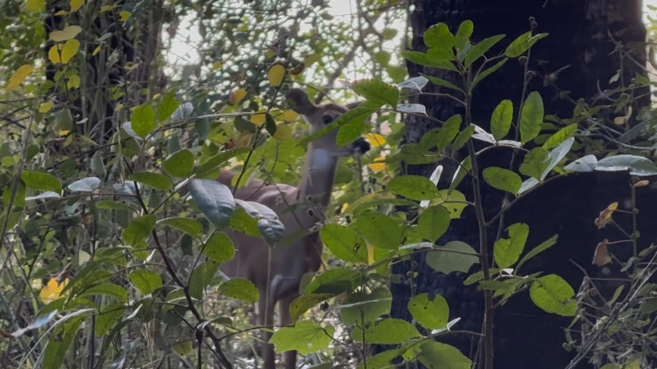 Florida WMA Grind, Cold Front Deer Movement. - YouTube
