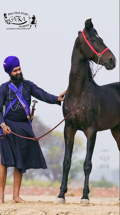 karamati2 pure punjabi breed by nihang singhs.. #horse #horselover #gatka #nihang #punjab # ...
