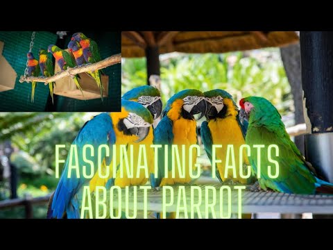 Surprising Facts About Parrots You Didn't Know! discover their secrets ...
