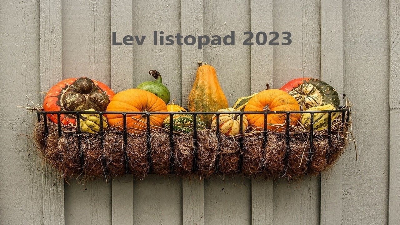 Lev listopad 2023 - YouTube