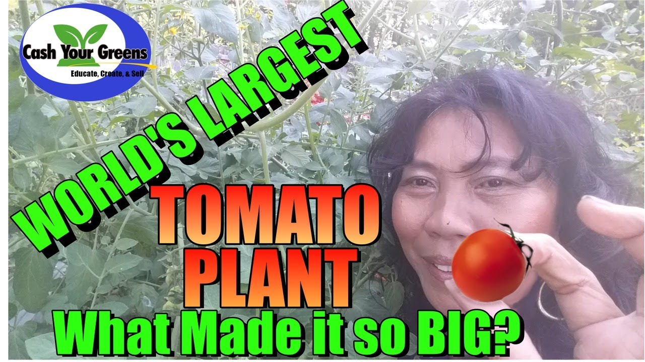 GROWING THE WORLD'S LARGEST TOMATO PLANT / Find Out How We Great This ...