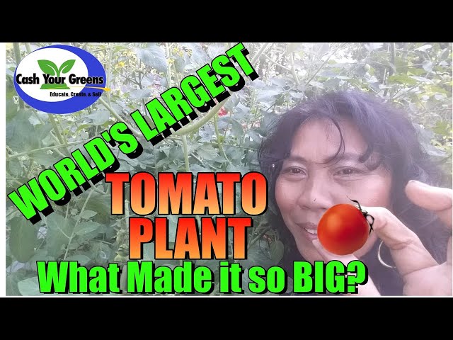 Worlds Biggest Tomato Plant New Big Dwarf Tomato Victory Seeds®