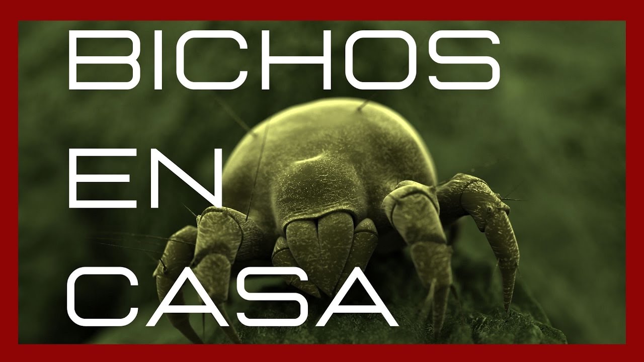 BICHOS EN CASA, INSECTOS QUE PUEDES ENCONTRAR EN TU HOGAR, INSECTOS EN ...