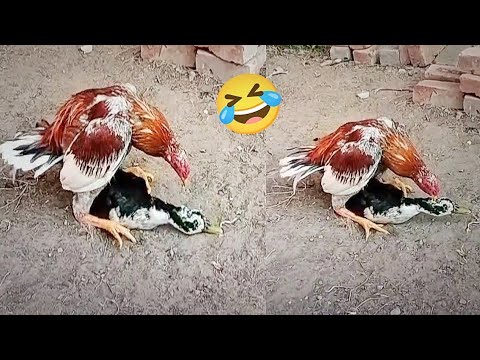 Amazing Aseel Rooster Mating with male Duck😂❣️