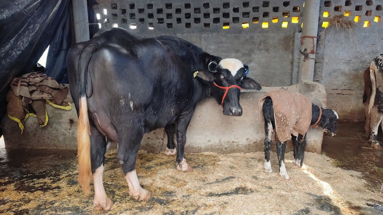 Neeli Ravi Buffalo for sale, ਨੀਲੀ ਰਾਵੀ ਮੱਝ ਨਾਲ ਸੋਹਣੀ ਕੱਟੀ ਵਿਕਾਊ - YouTube