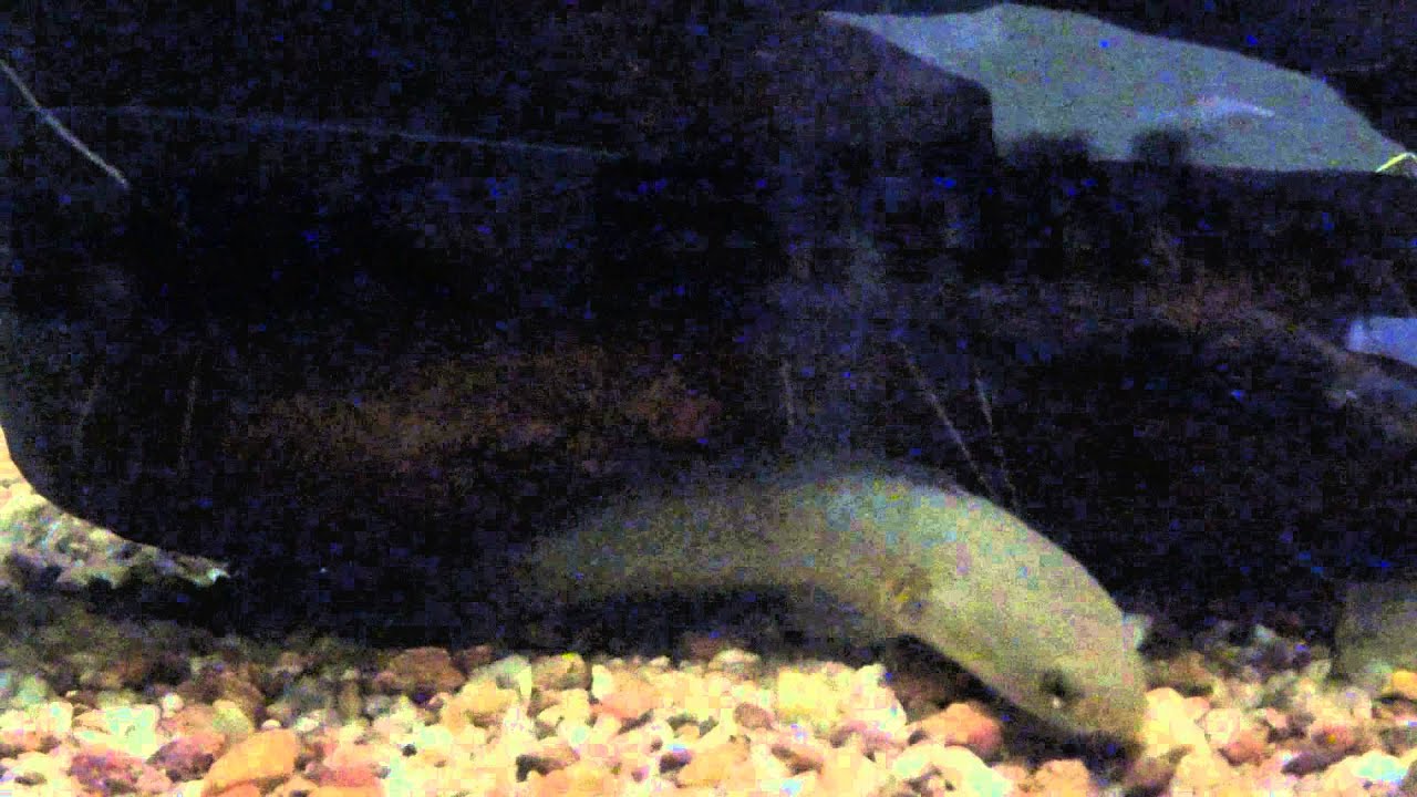 Endemic fish of India -Snakehead( korve) n labeo - YouTube