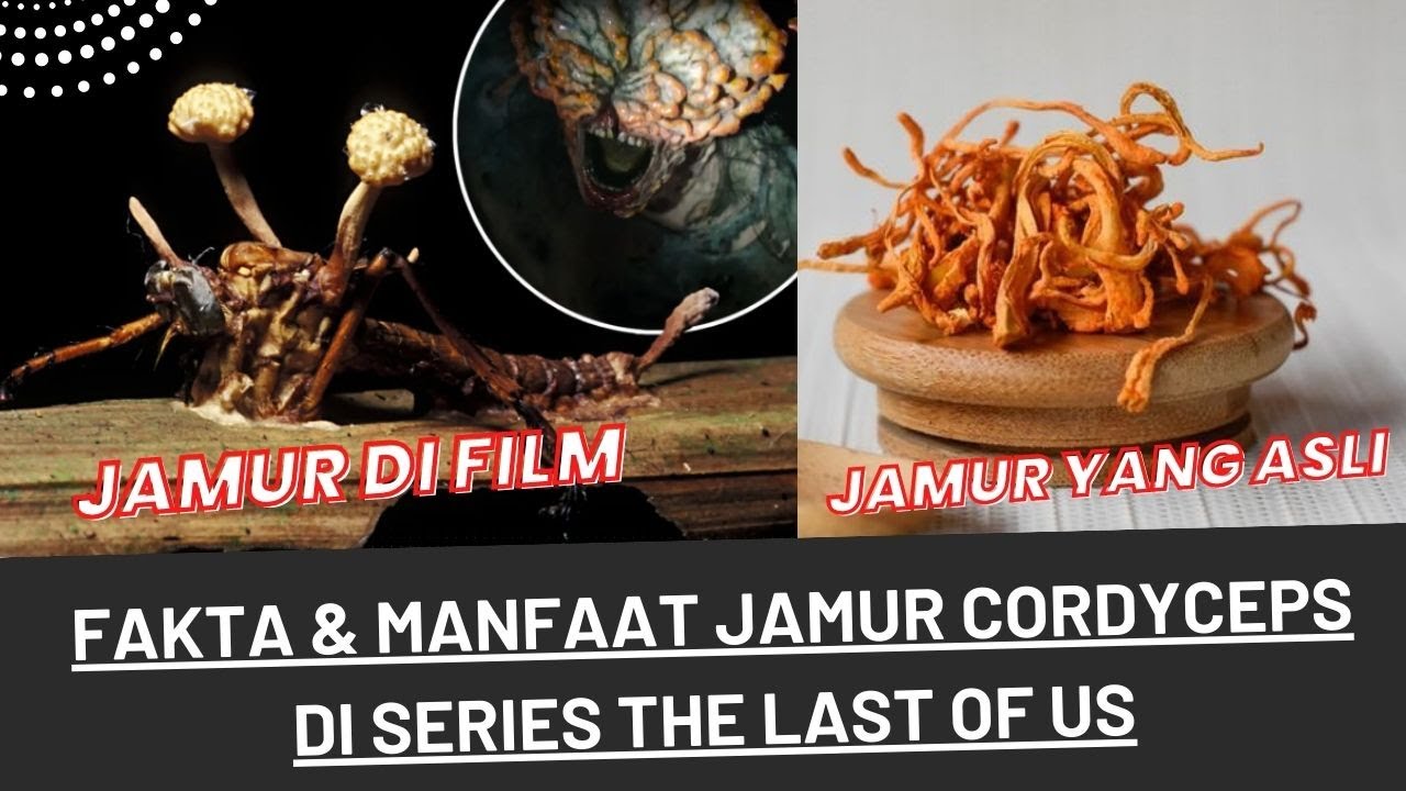 Benarkah Jamur Cordyceps Berbahaya untuk Manusia? Ternyata Ini Faktanya ...