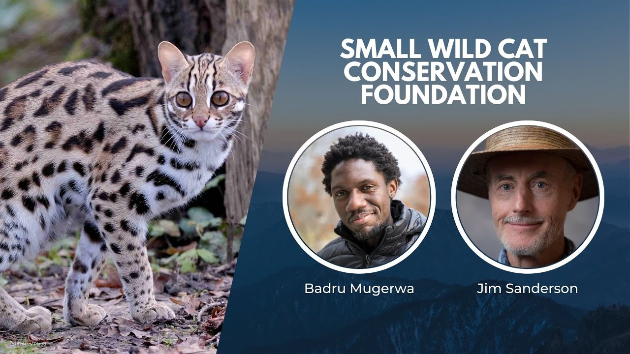Saving Small Wild Cats | Wildlife Conservation Expo - YouTube